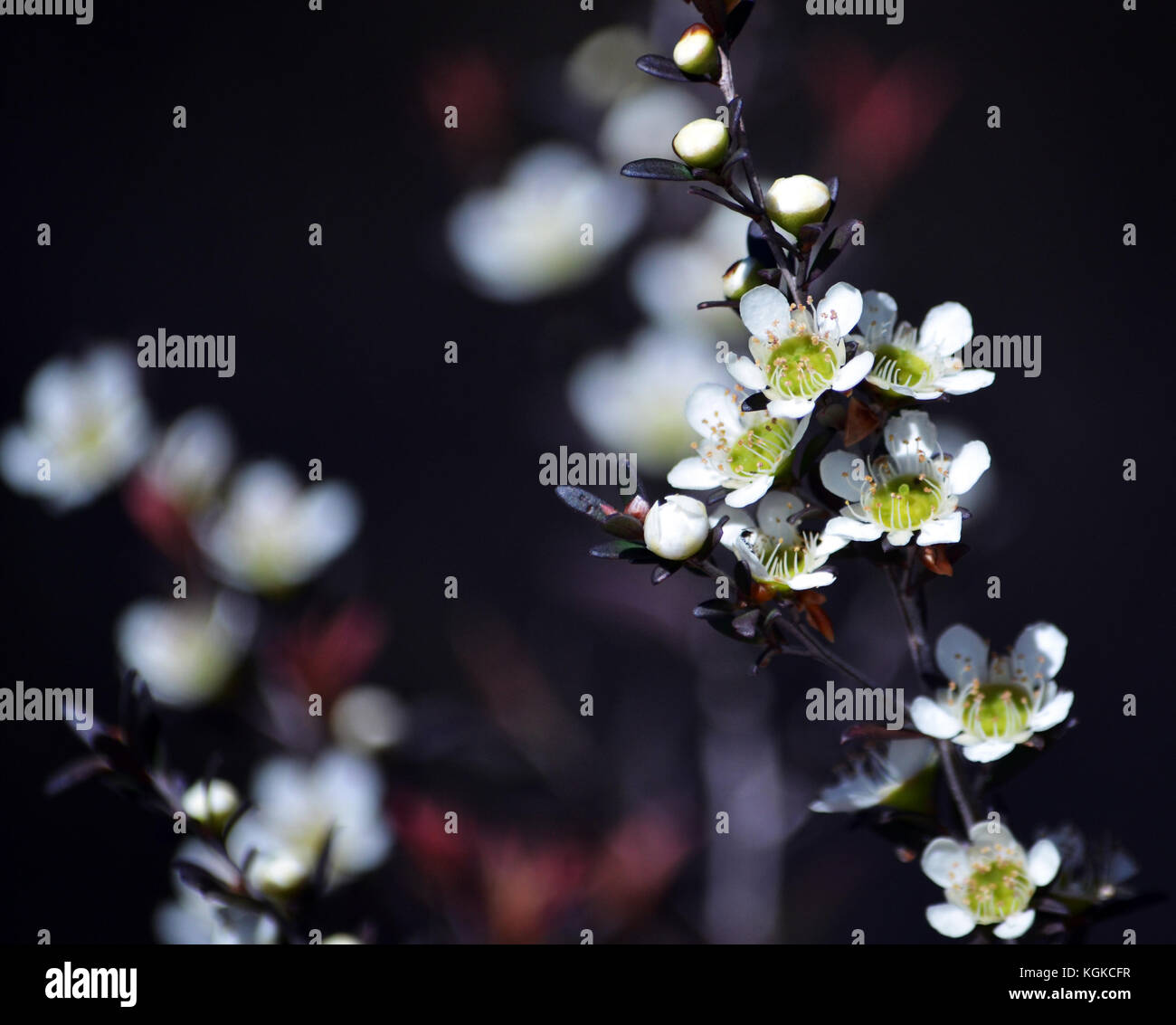Yellow Tea Tree, Leptospermum polygalifolium, flowering in spring, in ...