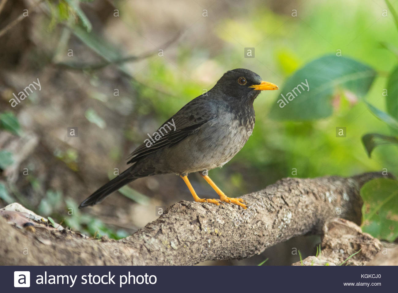 Somalia Animal Stock Photos & Somalia Animal Stock Images - Alamy