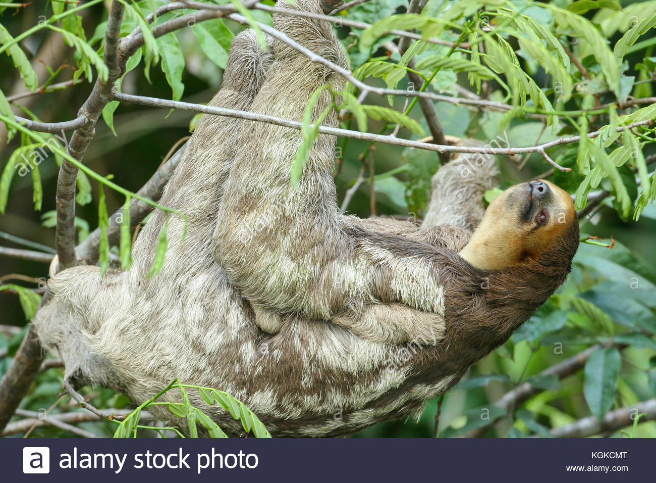 Sloth Hanging Tree High Resolution Stock Photography and Images - Alamy