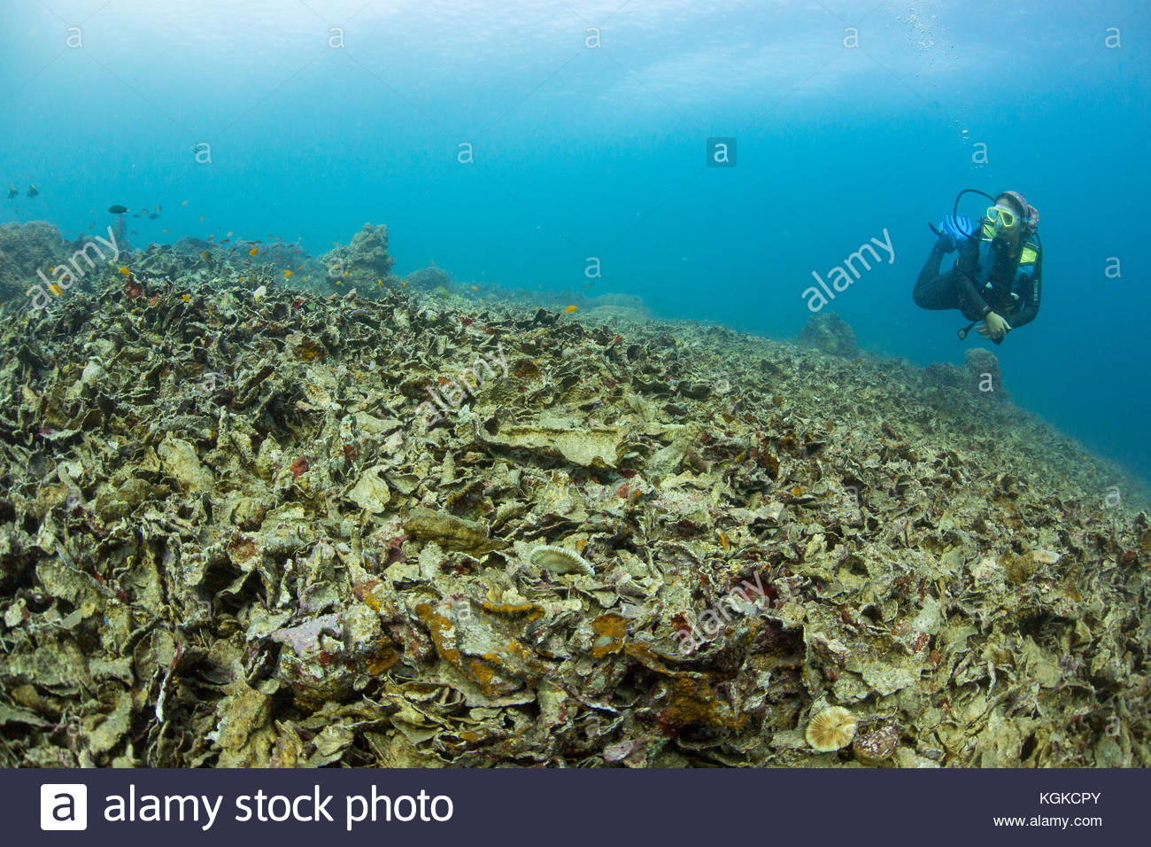 Damaged Coral Reef Stock Photos & Damaged Coral Reef Stock Images - Alamy