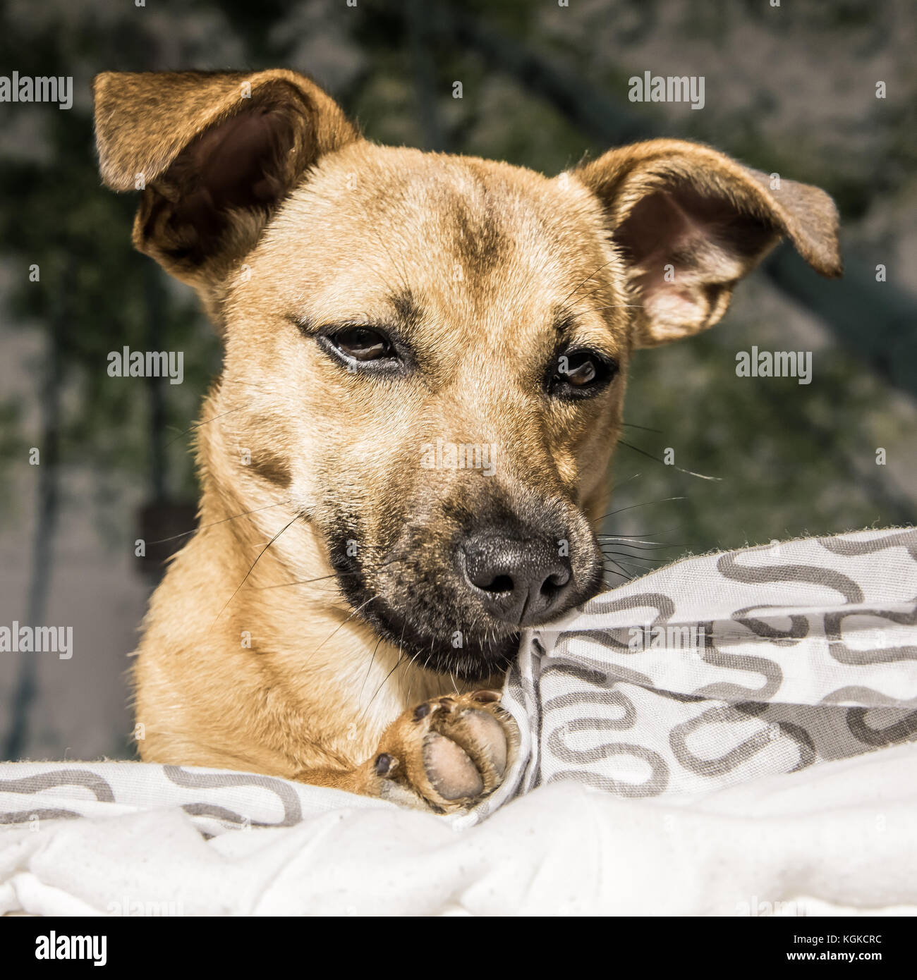 Beautiful dog, cute puppy Stock Photo - Alamy