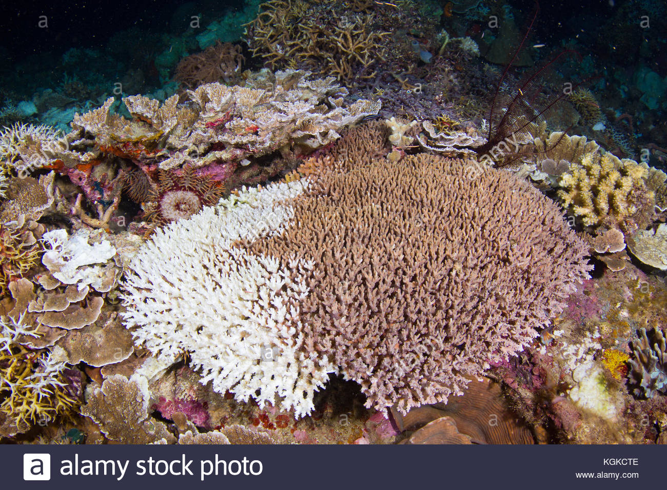 Damaged Coral Reef Stock Photos & Damaged Coral Reef Stock Images - Alamy