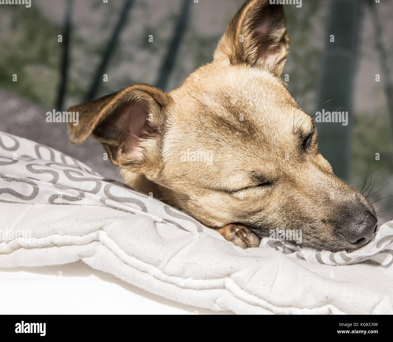 Beautiful dog, cute puppy Stock Photo - Alamy