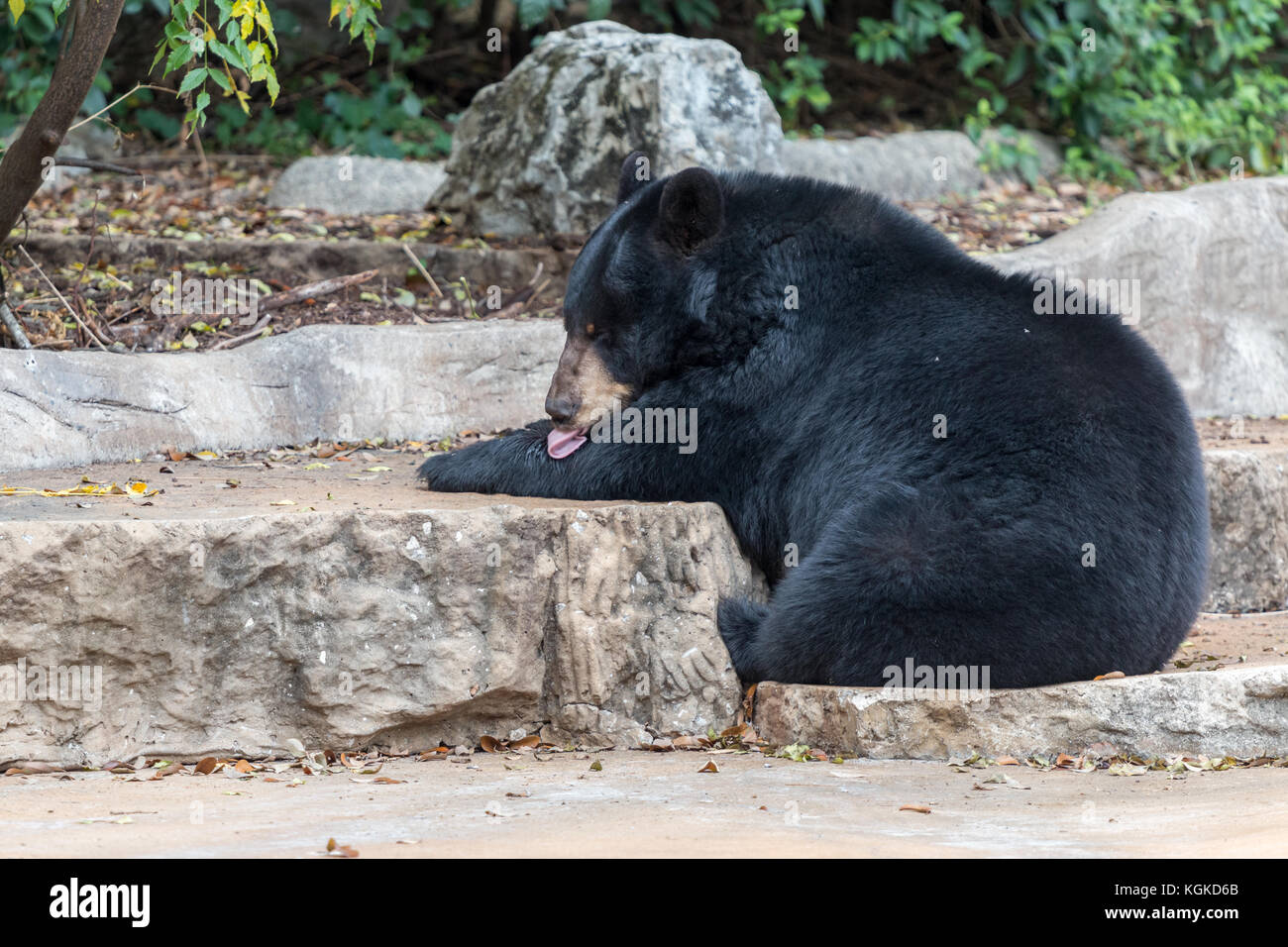Black Bear Cleaning His Fur With Tongue Stock Photo - Alamy