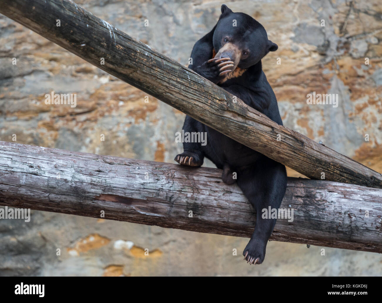 Black Bear Cub Sitting on Tree Trunk Stock Photo - Alamy