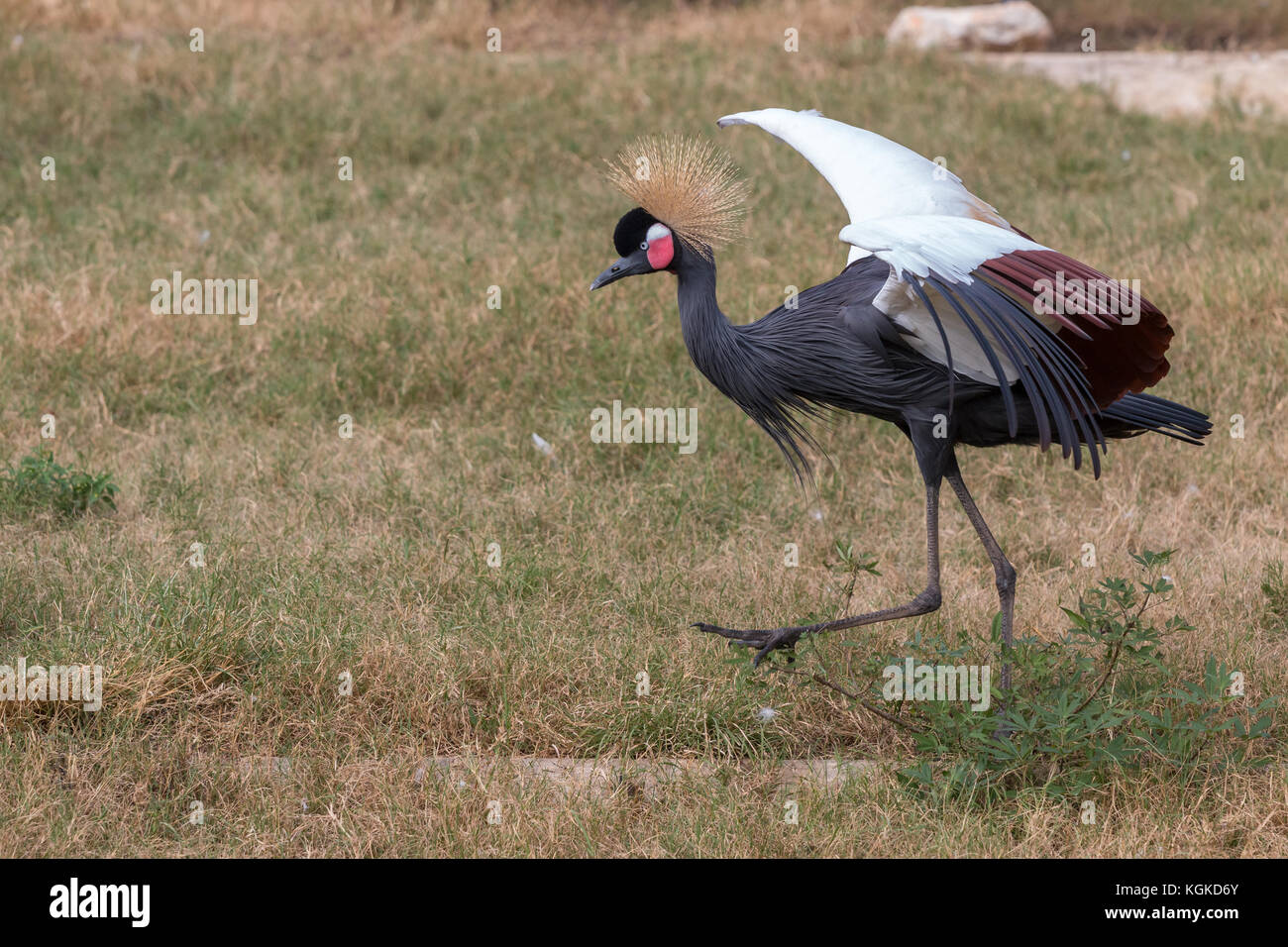 Black Crowned Crane Running with Wings Open Stock Photo - Alamy