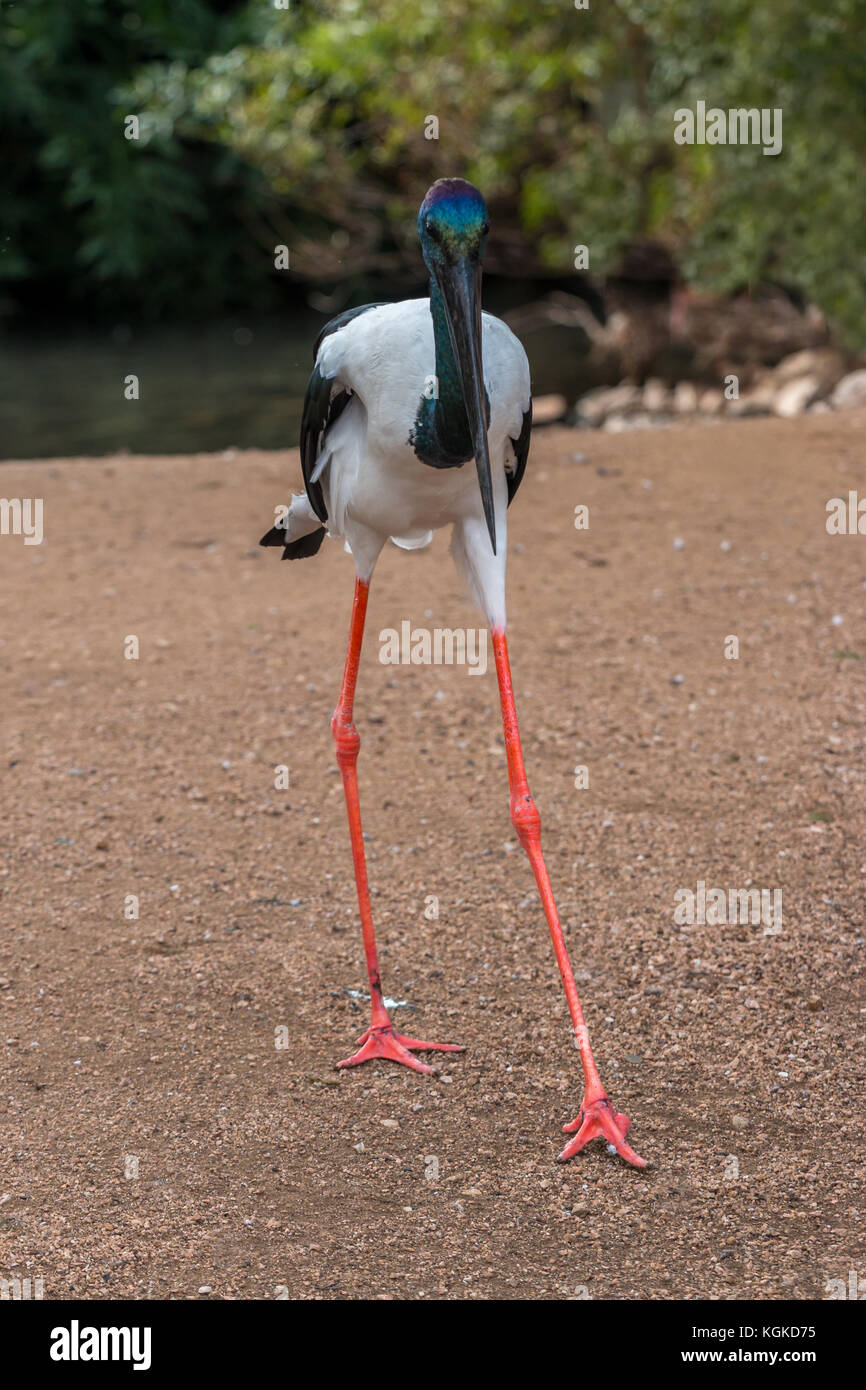 Black-necked Stork Walking towards the Camera Stock Photo - Alamy