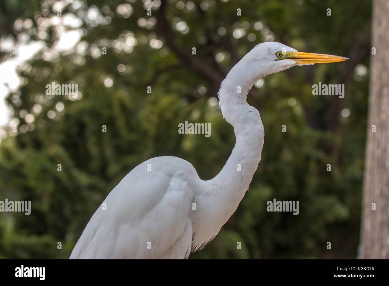 Close Up View of Great Egret Neck Stock Photo - Alamy