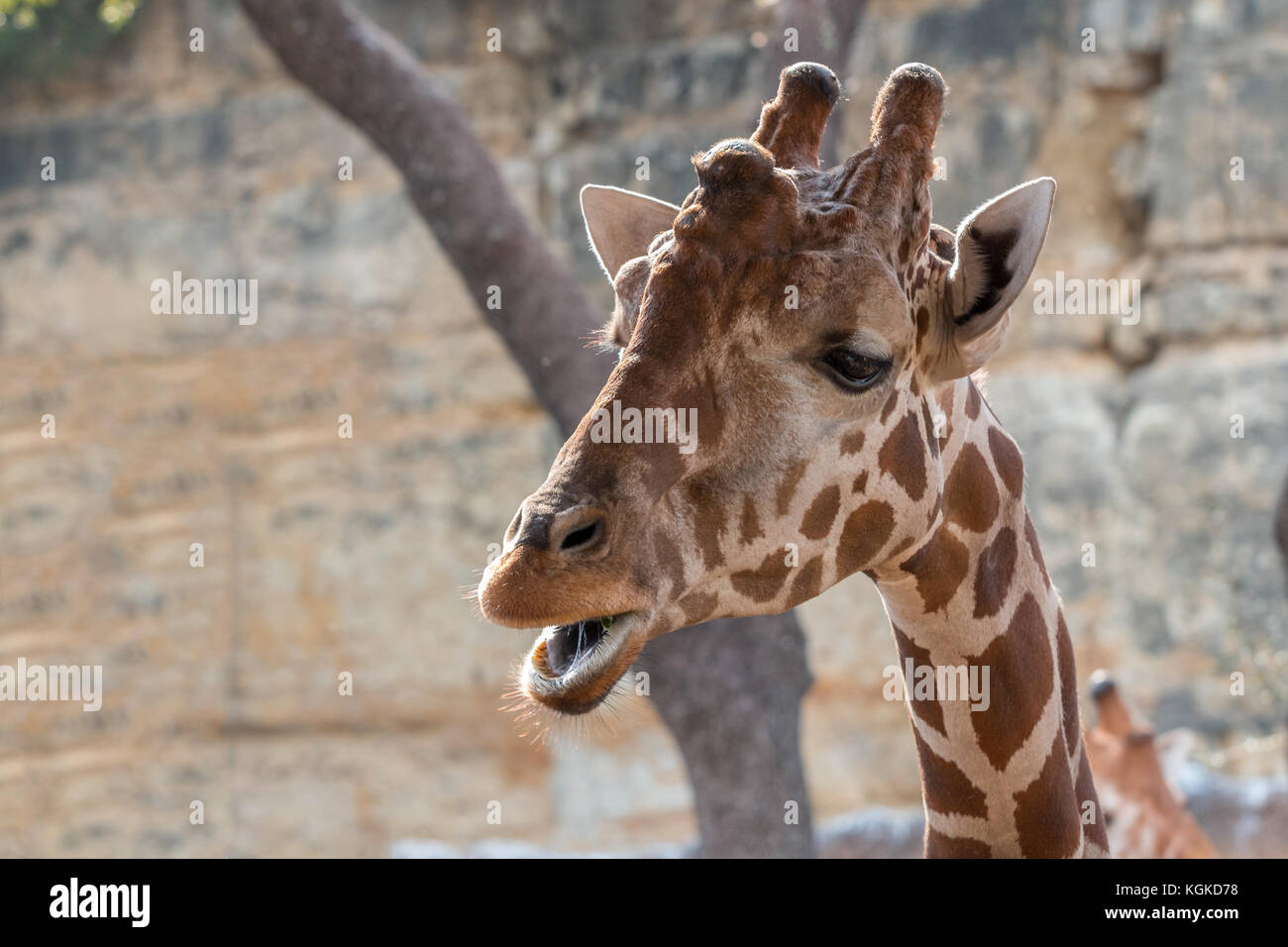 Close up view of African Girafe with mouth open Stock Photo - Alamy