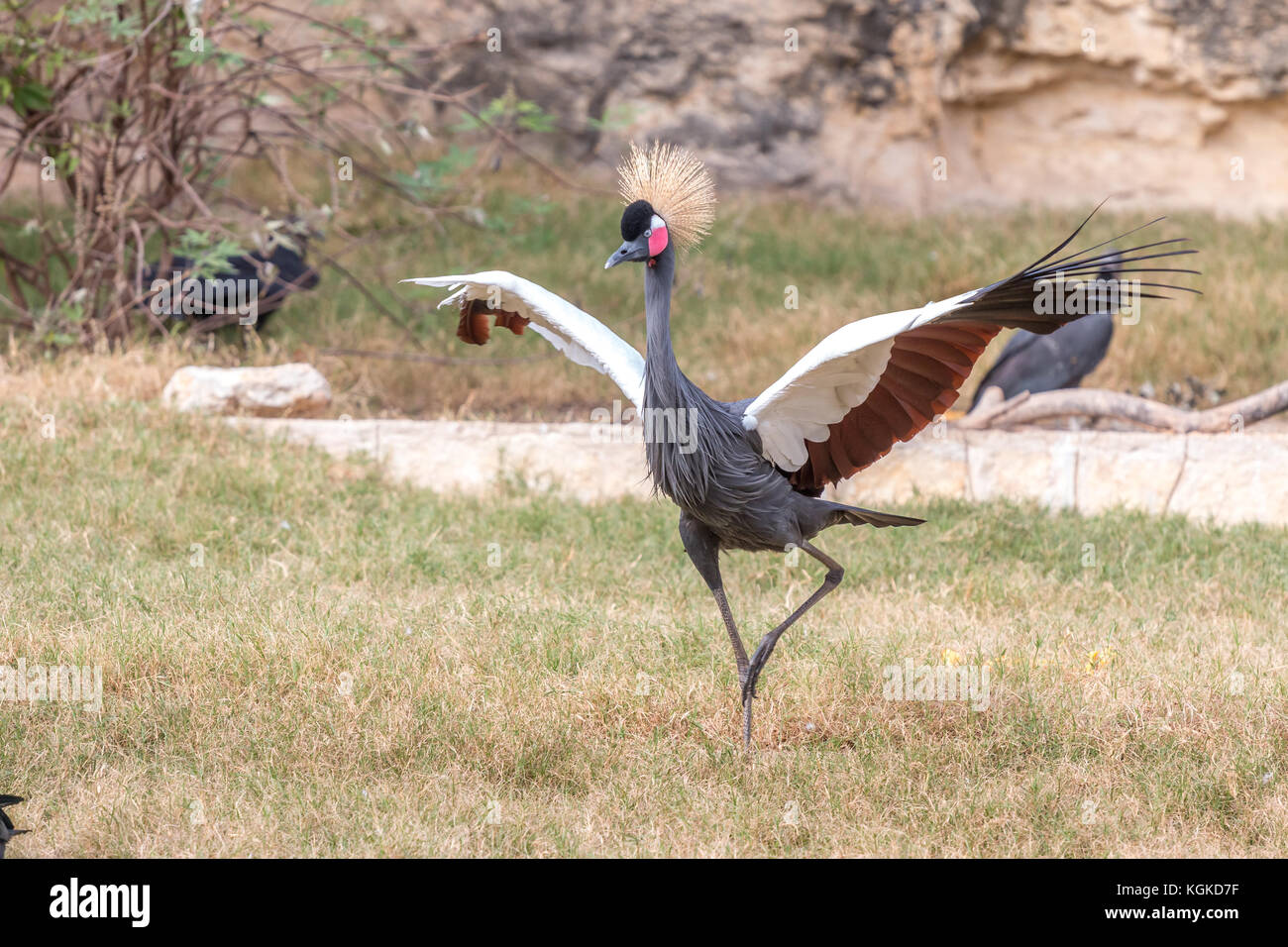 Feet crowned crane hi-res stock photography and images - Alamy
