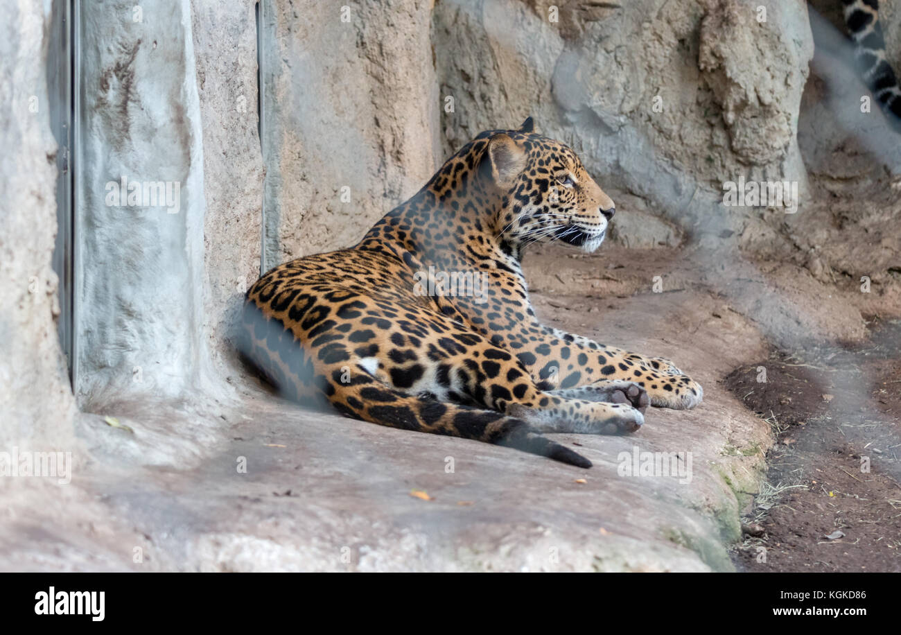 Leopard Sitting on Cage and Looking Right Stock Photo - Alamy