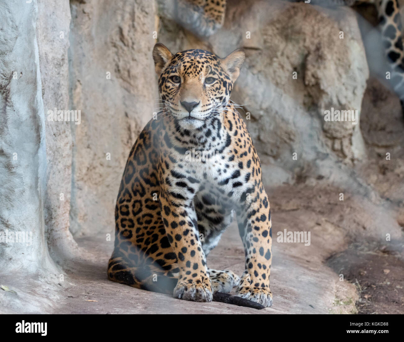 Small Leopard Looking Straight at the Camera Stock Photo - Alamy