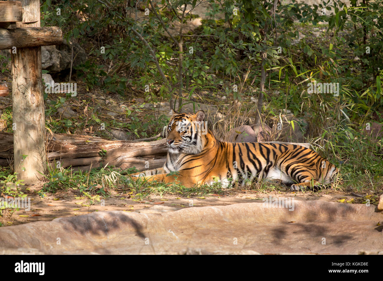 Tiger Laying Down and Looking Left Stock Photo - Alamy