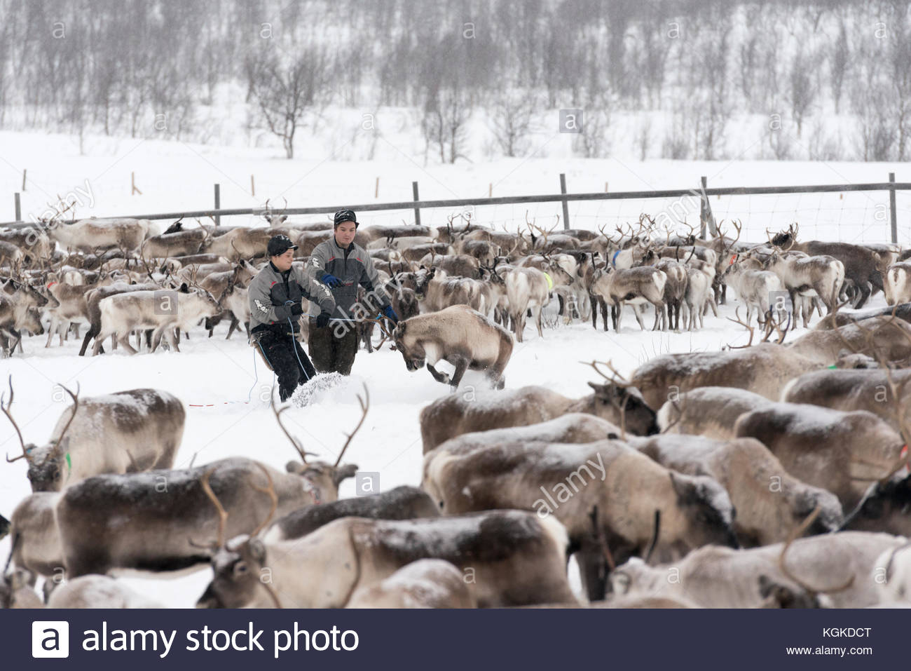 Sami reindeer herders mark calves in winter Stock Photo: 165155448 - Alamy