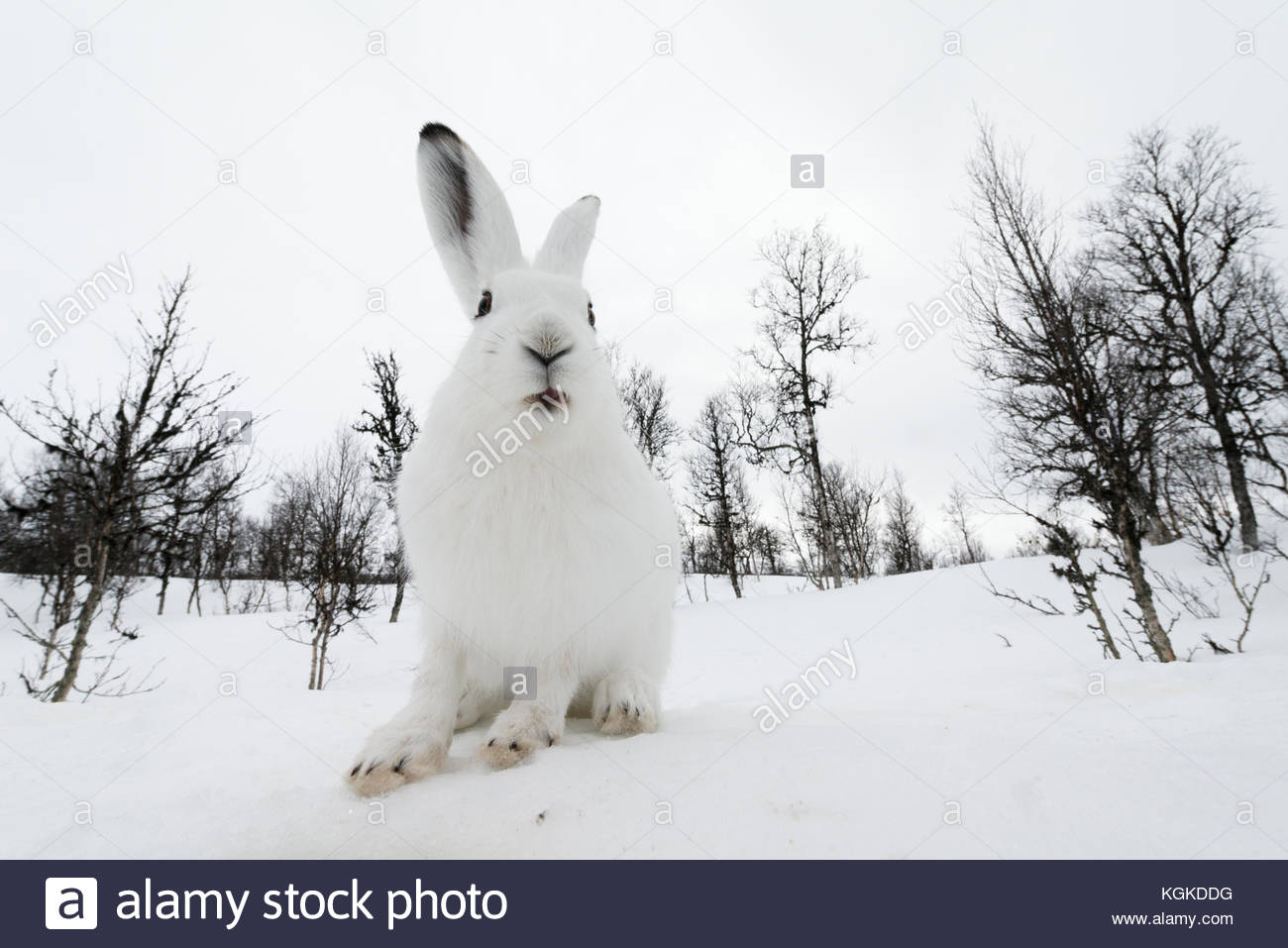 Hare Front View Stock Photos & Hare Front View Stock Images - Alamy
