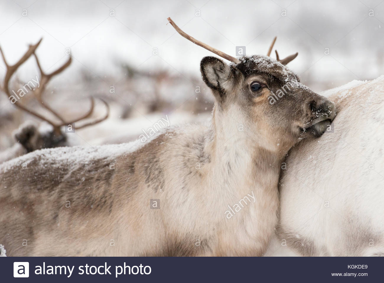 Enclosure High Resolution Stock Photography and Images - Alamy