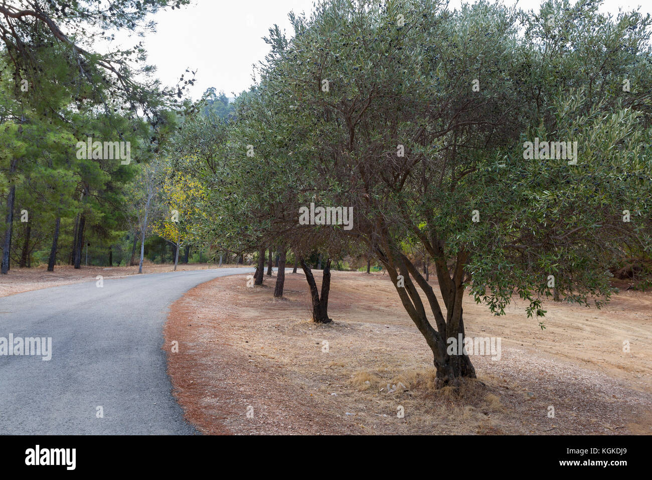 With olive tree and pine trees hi-res stock photography and images - Alamy