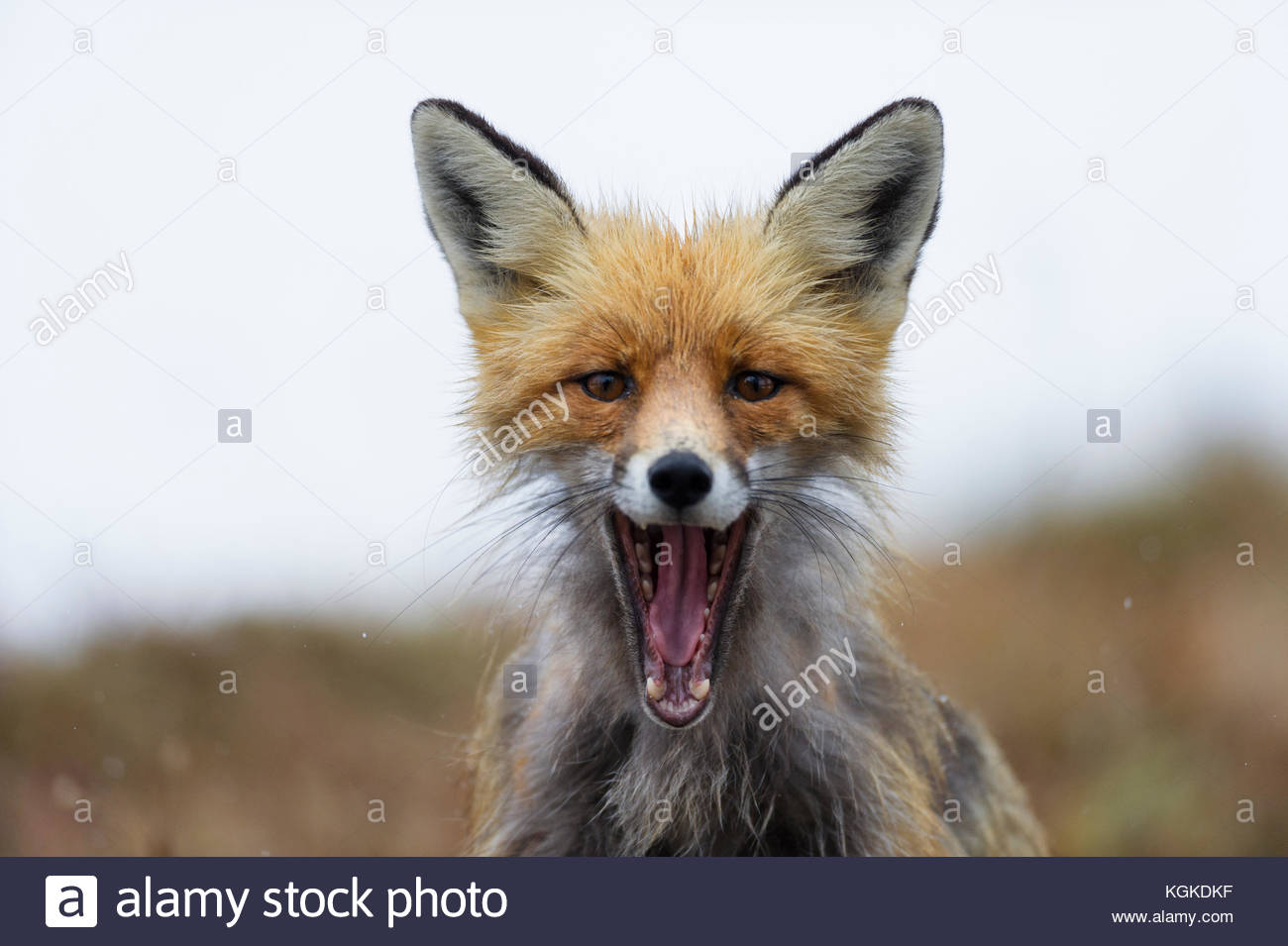 Tongue Sticking Out Stock Photos & Tongue Sticking Out Stock Images - Alamy