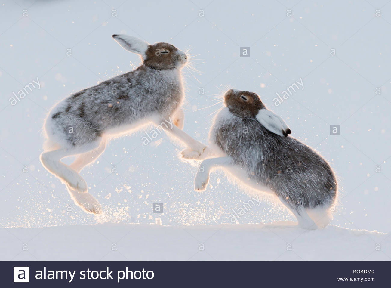 Animals Fighting Stock Photos & Animals Fighting Stock Images - Alamy