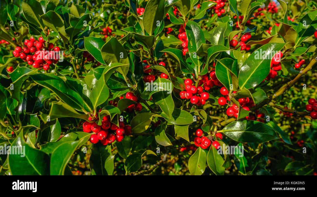 Closeup of holly tree with lots of red berries, good background, and ...