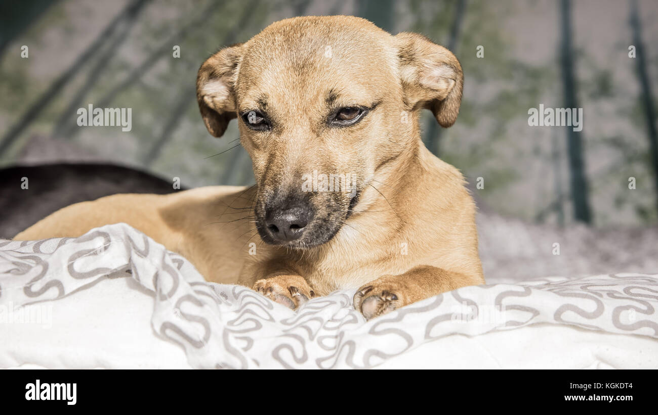 Beautiful dog, cute puppy Stock Photo - Alamy