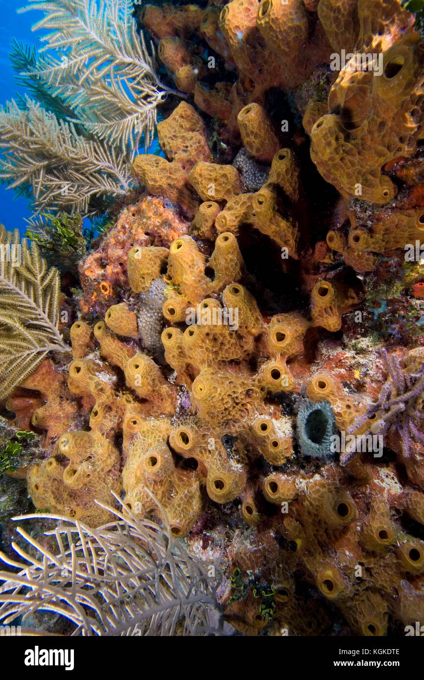 Bahama islands sponge hi-res stock photography and images - Alamy
