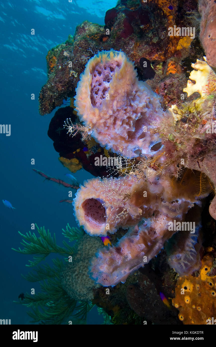 Vase Sponge, Bahama Islands Stock Photo - Alamy