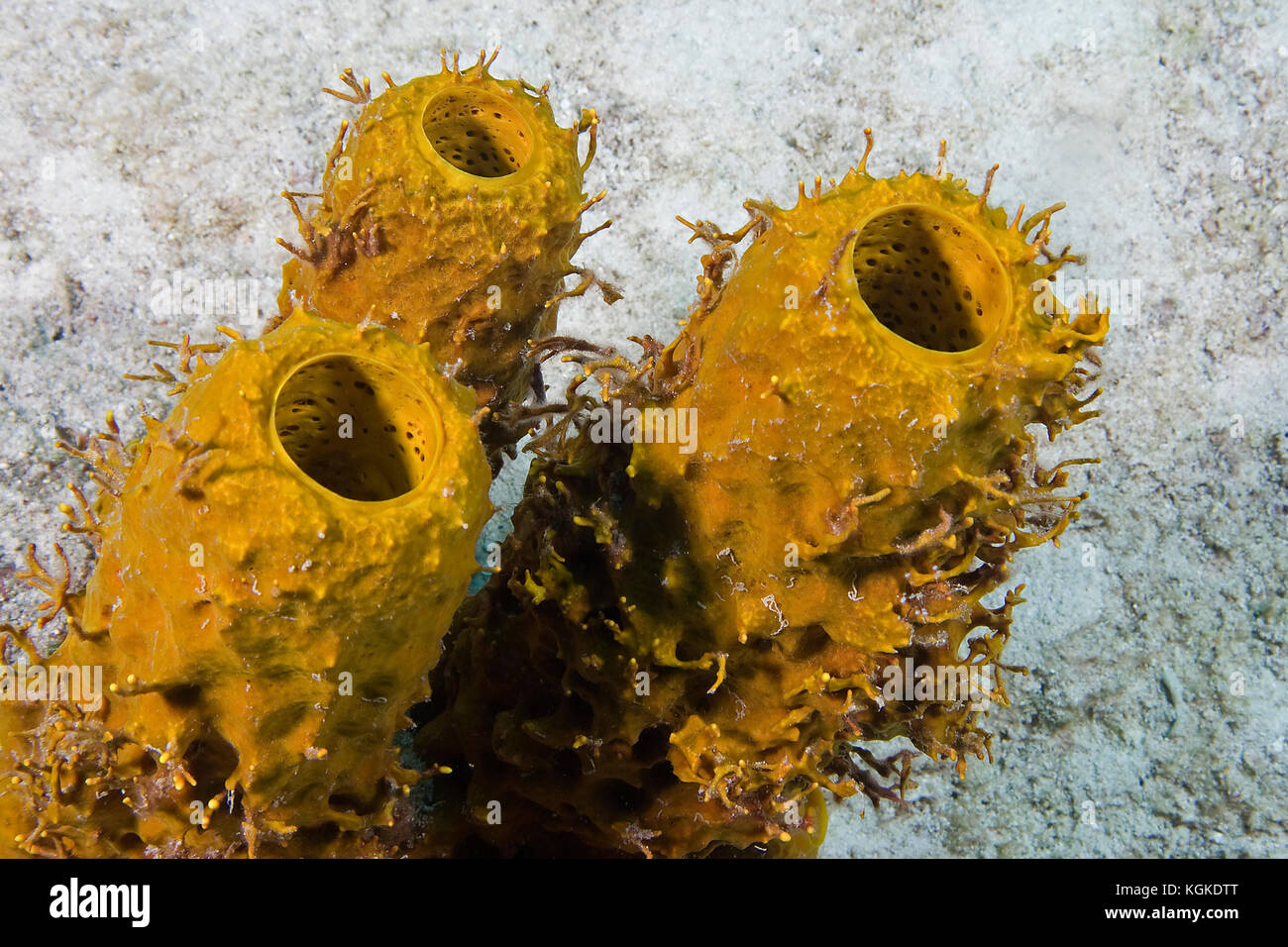 Porifera sponges hi-res stock photography and images - Alamy