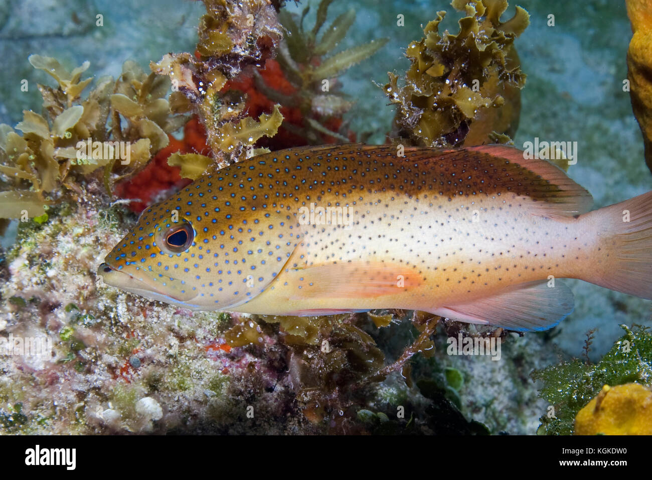 Coney, Epinephelus fulvus, brown color phase Stock Photo - Alamy