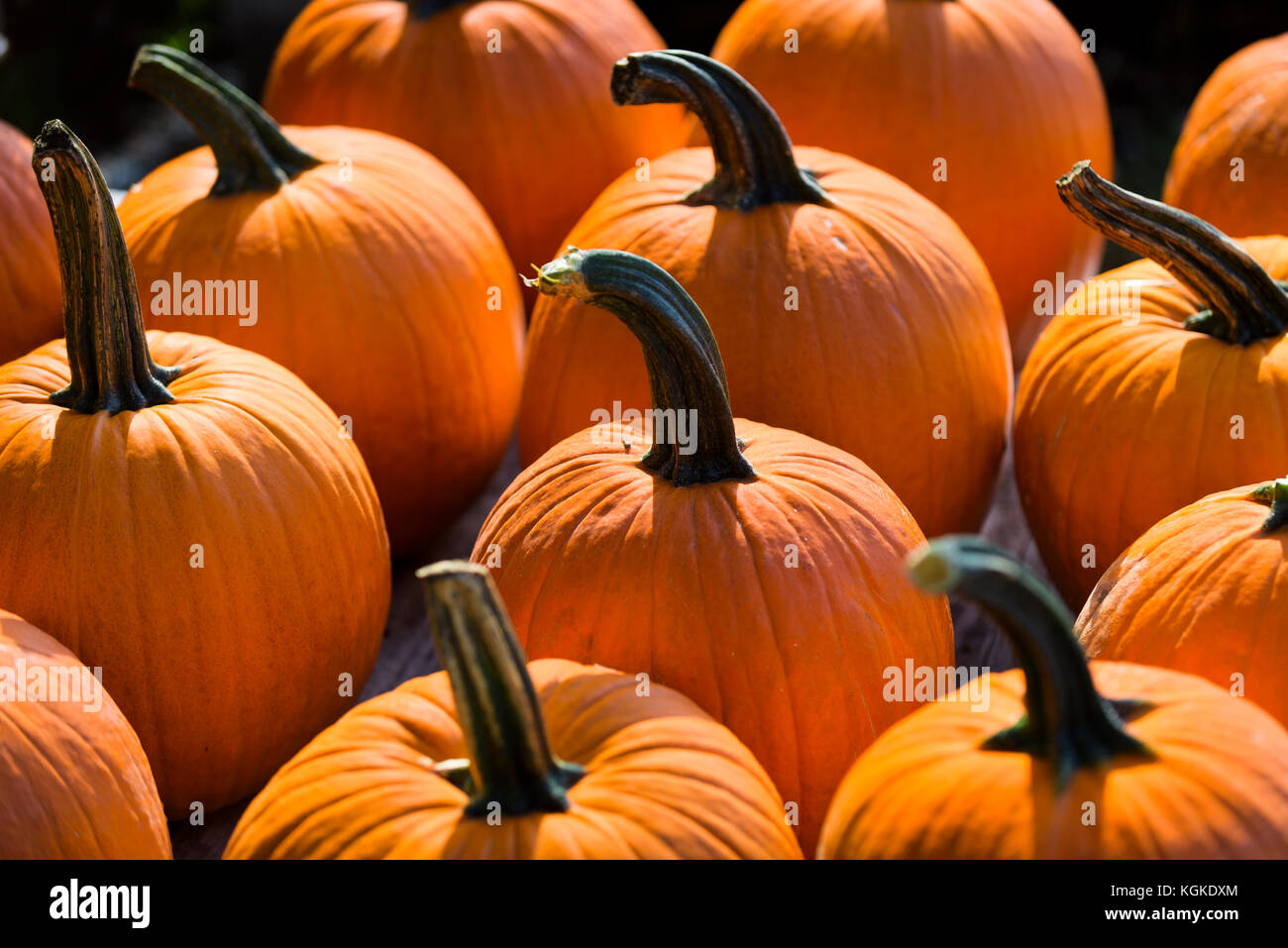 Pumpkins and produce on display at a roadside farm stand Stock Photo ...
