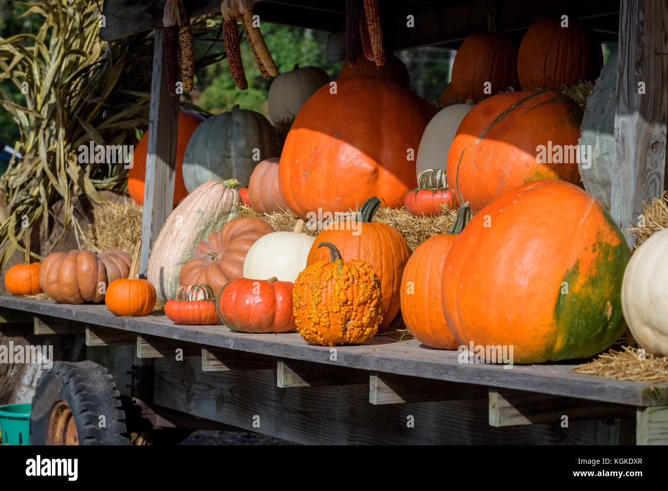 Pumpkins and produce on display at a roadside farm stand Stock Photo ...