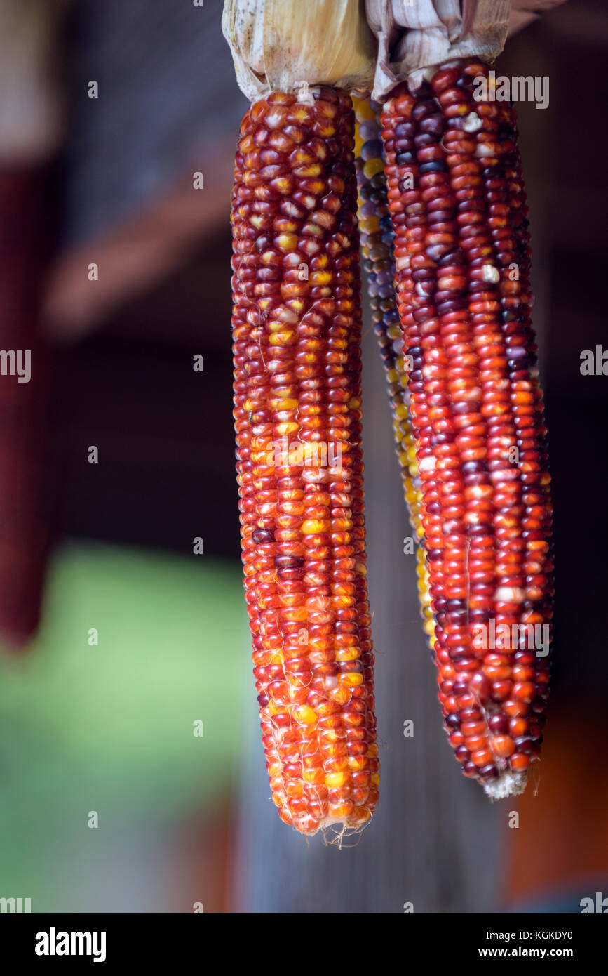 Dried seasonal corn on the cob being sold at a roadside farm stand ...