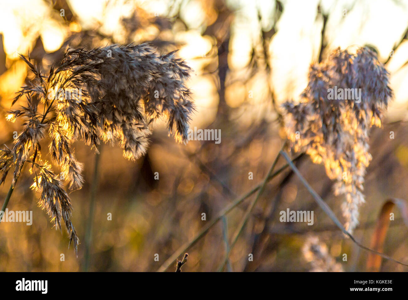 Feather grass in the field against the setting sun Stock Photo - Alamy