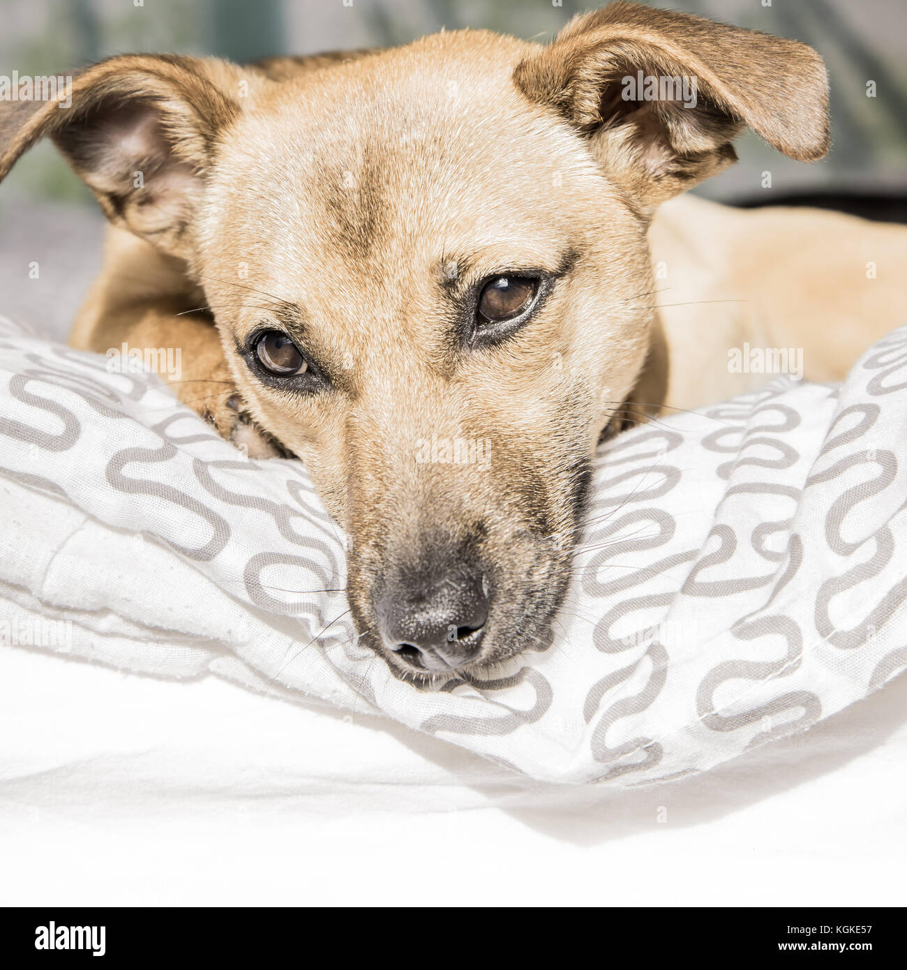 Beautiful dog, cute puppy Stock Photo - Alamy