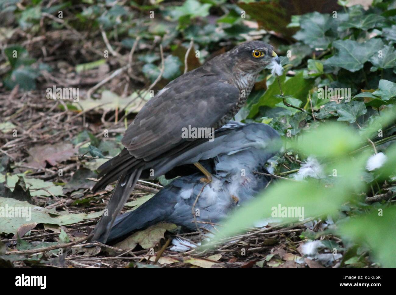 Sparrowhawk picture hi-res stock photography and images - Alamy