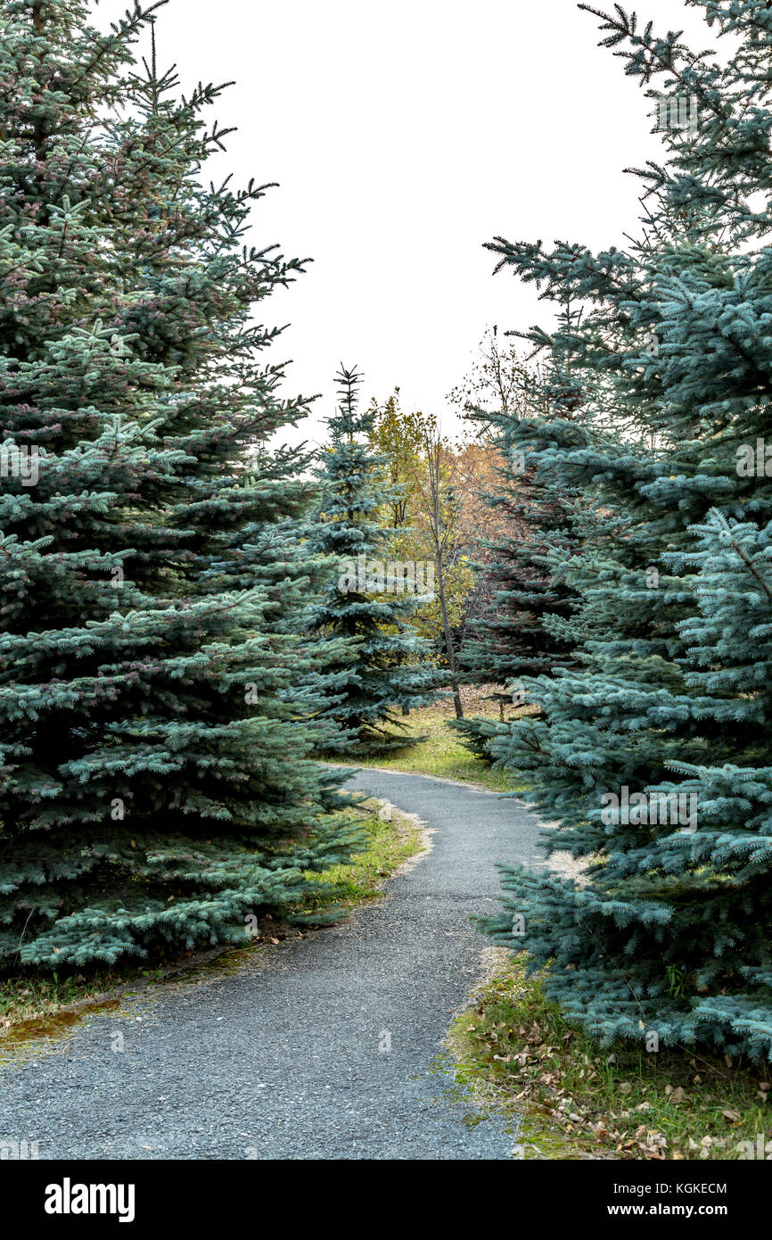 Blue fir trees along an asphalt road in the park Stock Photo - Alamy