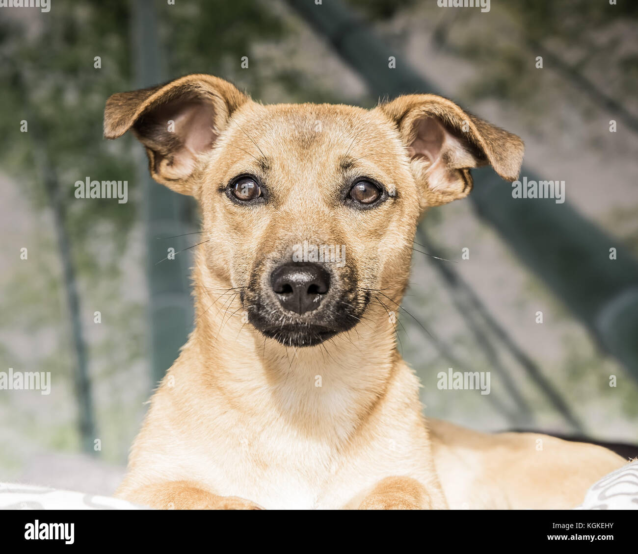 Beautiful dog, cute puppy Stock Photo - Alamy