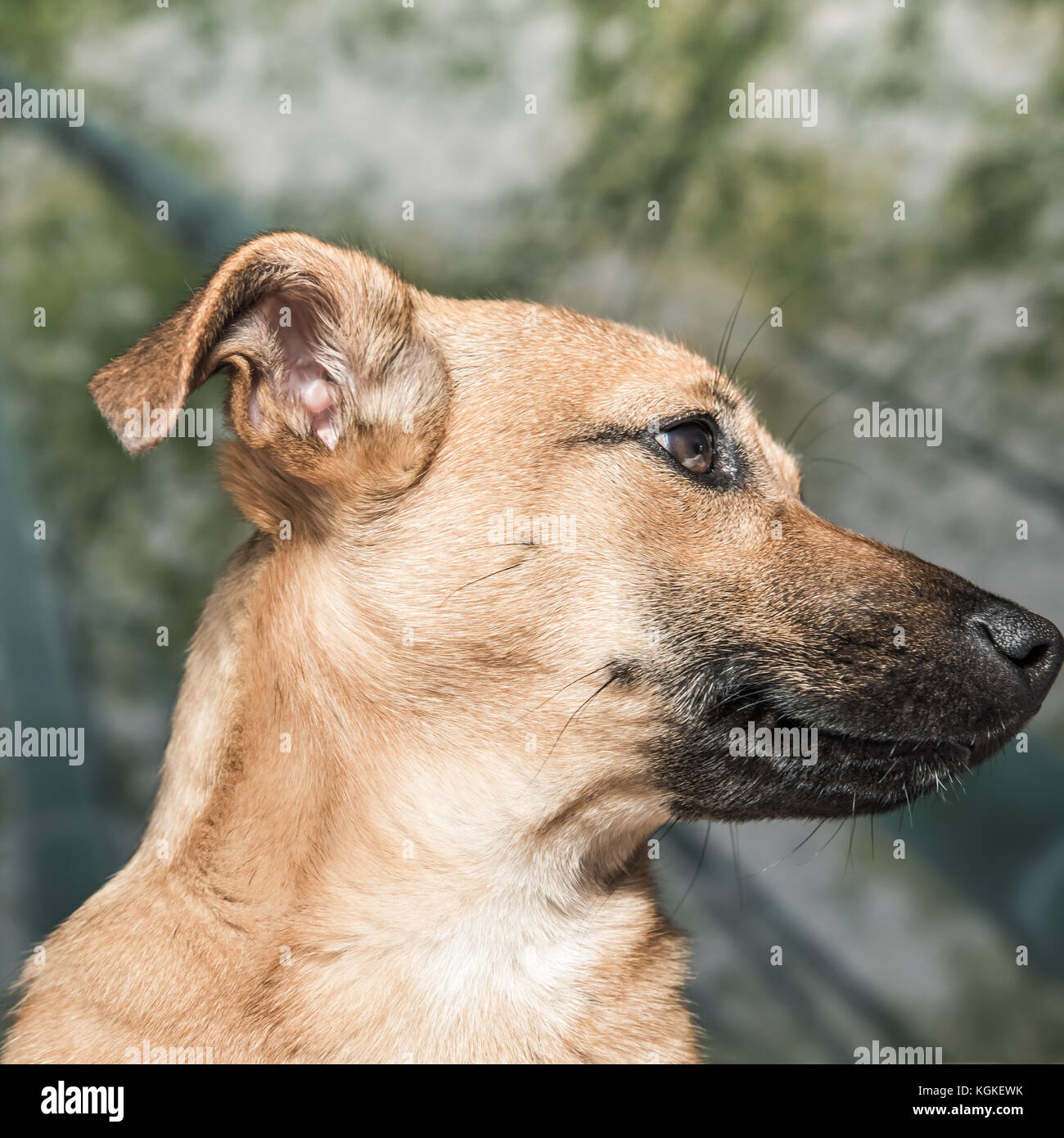 Beautiful dog, cute puppy Stock Photo - Alamy