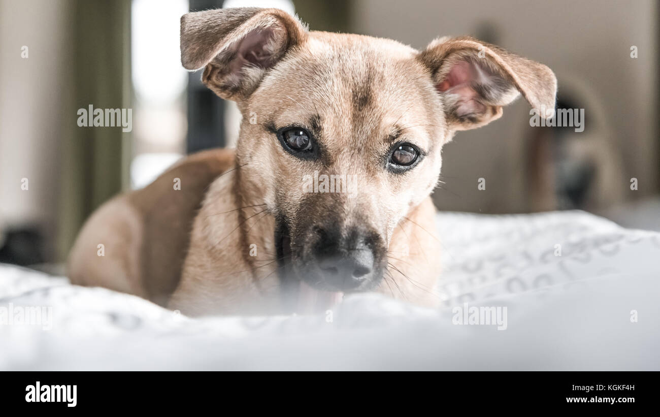 Beautiful dog, cute puppy Stock Photo - Alamy