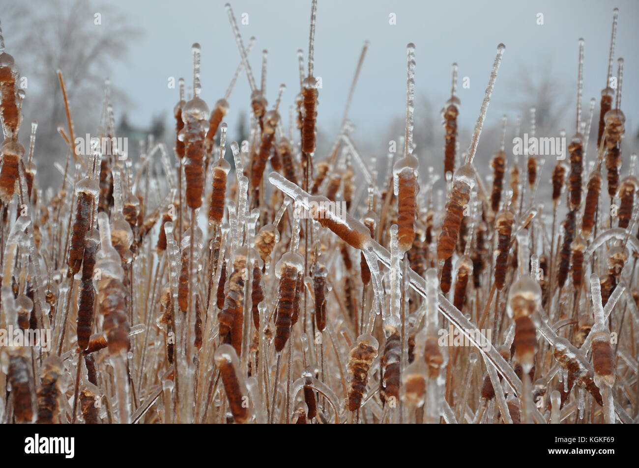 Ice storm frozen hi-res stock photography and images - Alamy