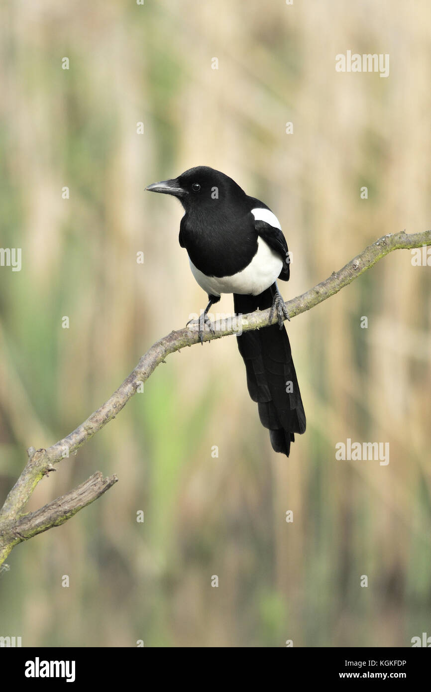 Magpie uk hi-res stock photography and images - Alamy