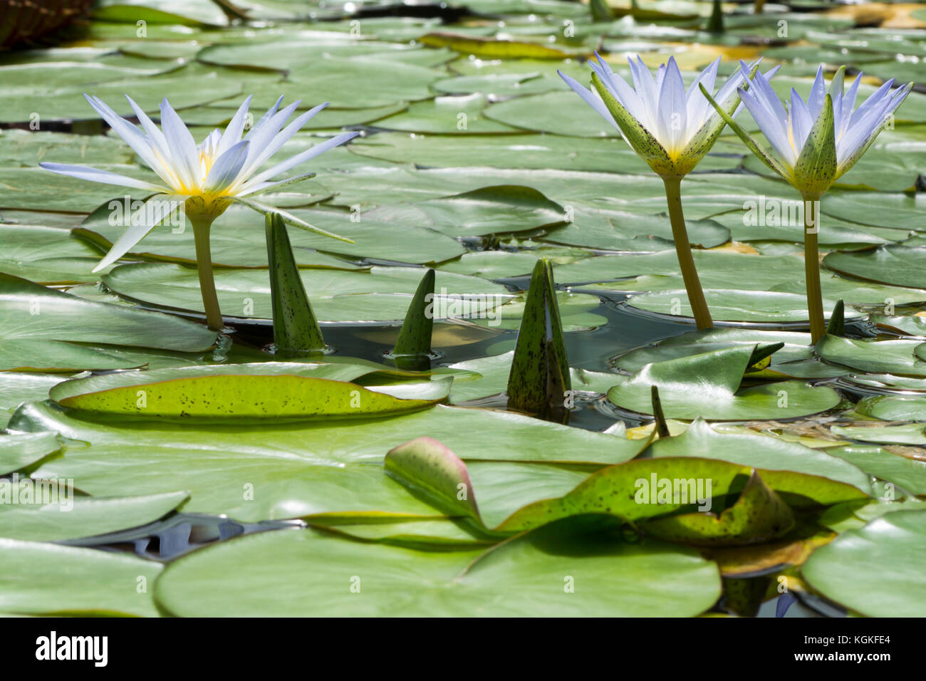 Three small Nymphaea Caerulea waterlilies. Known as the blue lotus ...
