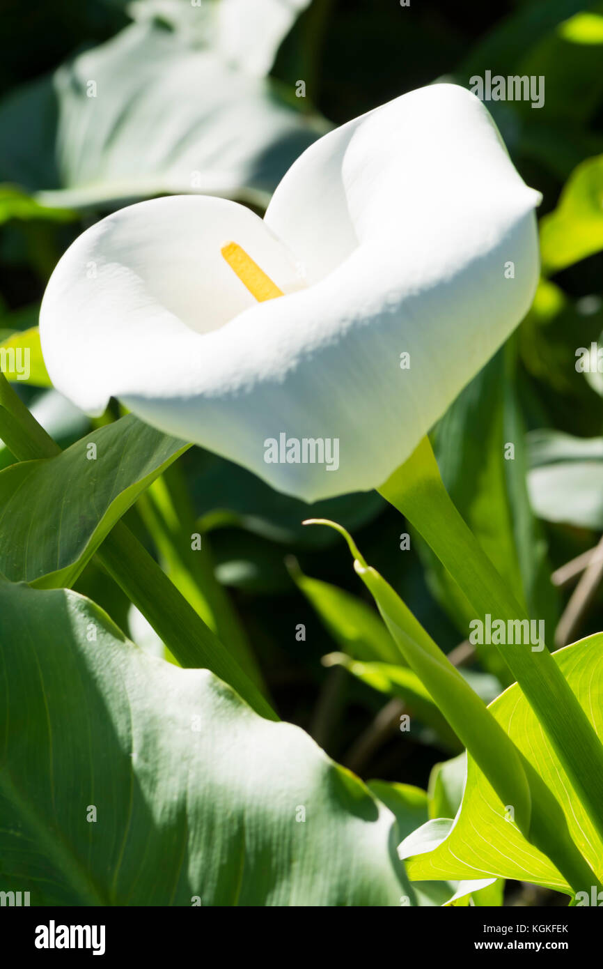 Large Zantedeschia Aethiopica flower heads with the yellow spadix ...