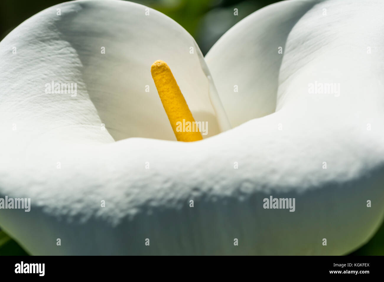Large Zantedeschia Aethiopica flower heads with the yellow spadix ...