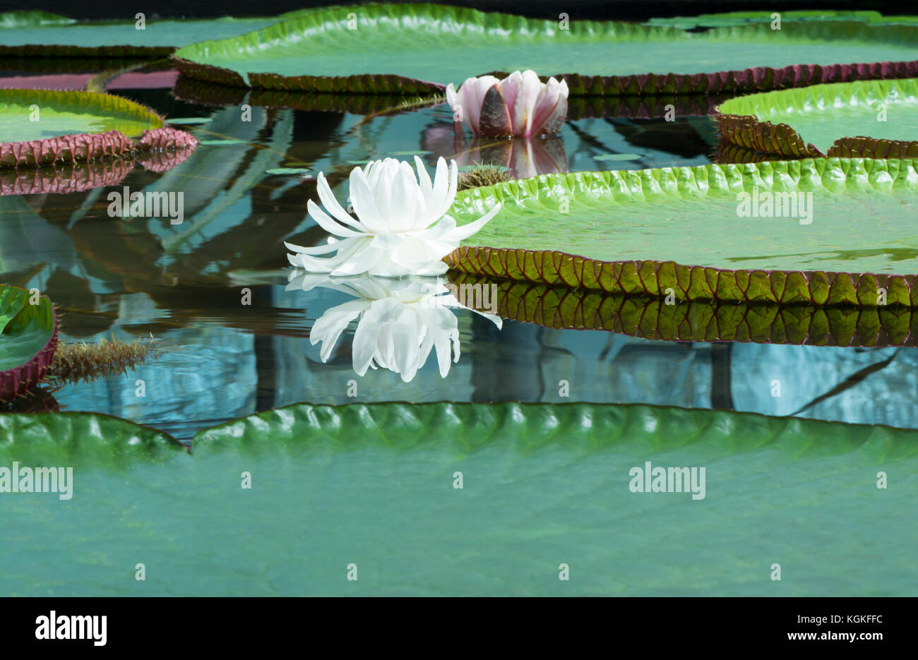 Two Victoria Amazonica - Amazon Waterlilies with huge lily pads on a ...
