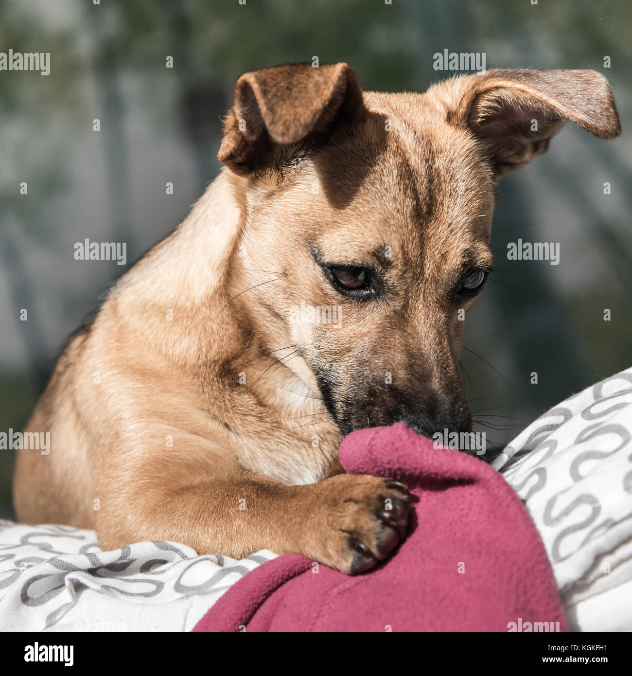 Beautiful dog, cute puppy Stock Photo - Alamy