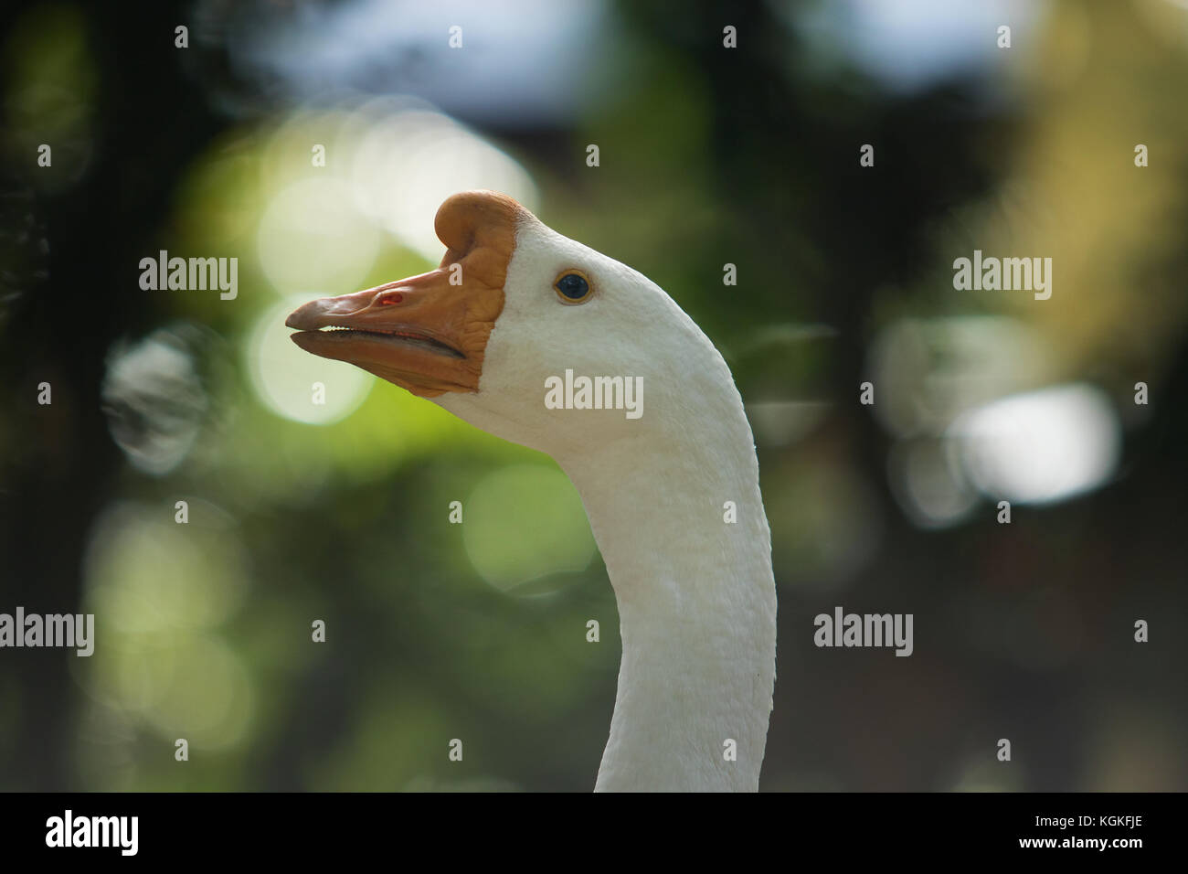 close up head of goose against green blur background Stock Photo - Alamy