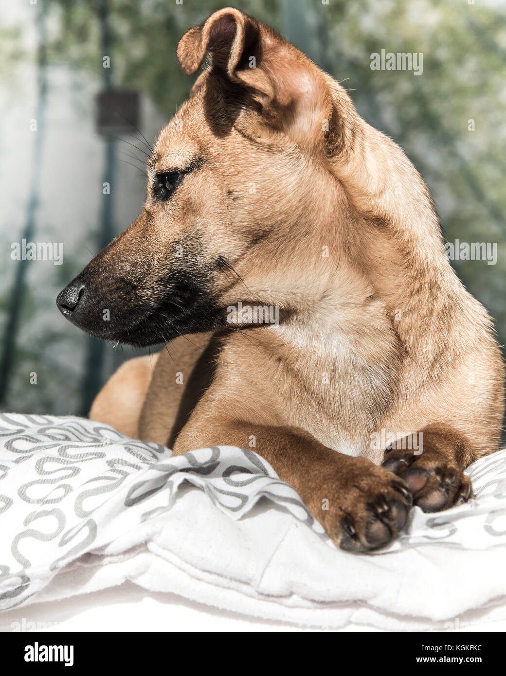 Beautiful dog, cute puppy Stock Photo - Alamy