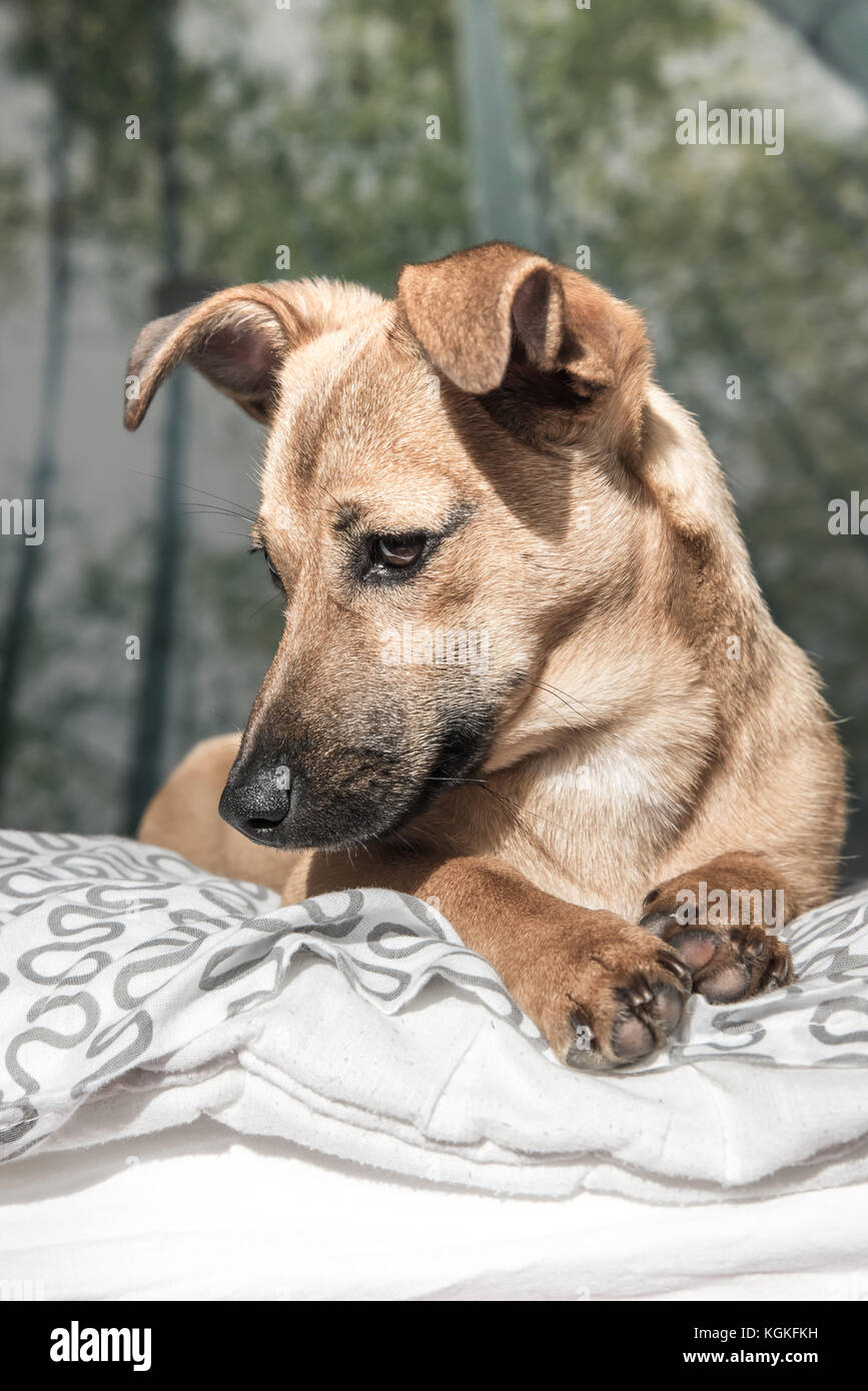 Beautiful dog, cute puppy Stock Photo - Alamy