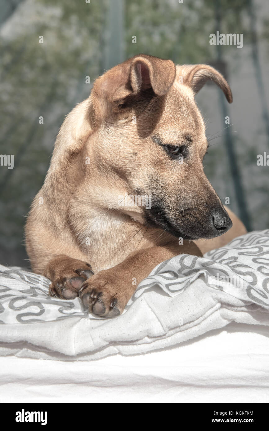 Beautiful dog, cute puppy Stock Photo - Alamy